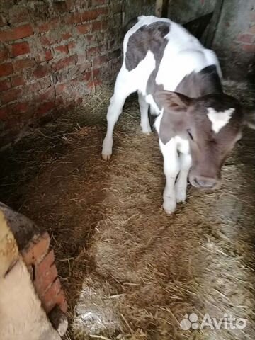Продается бычек
