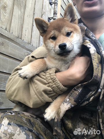 Щенки сиба шиба ину