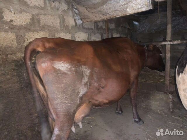 Корова высокоудойная