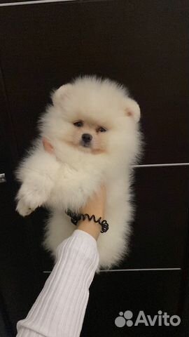 Щенки померанского шпица