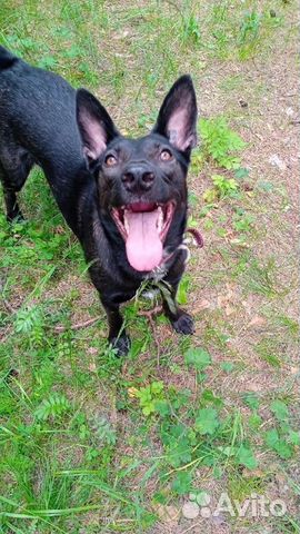 Собака Женя