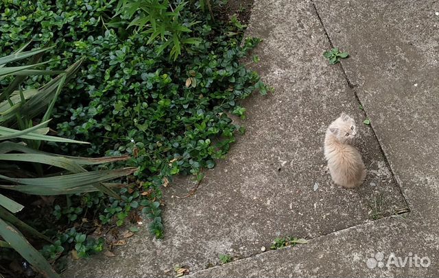 Котенок (котята)