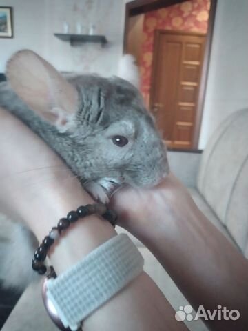 Семья шиншилл