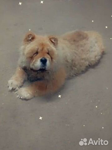 Щенки чау-чау