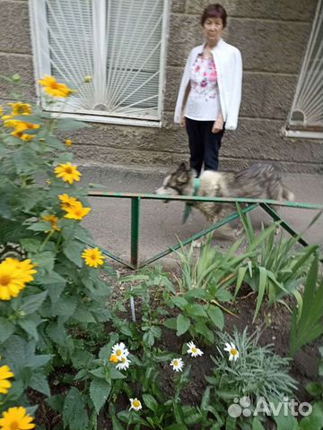 Потеряшка Хаски