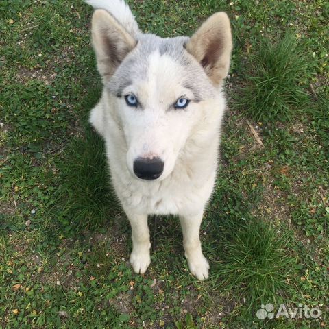 Потерялась хаски