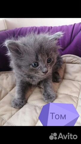 Котенок 1мес