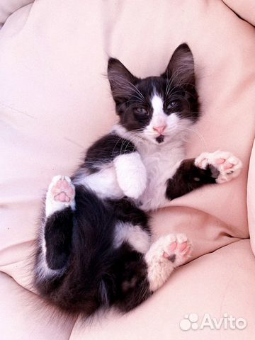 Котята в добрые руки даром