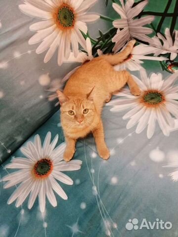 Кошка в дар бесплатно