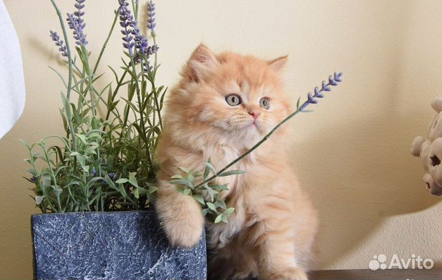 Британский котенок