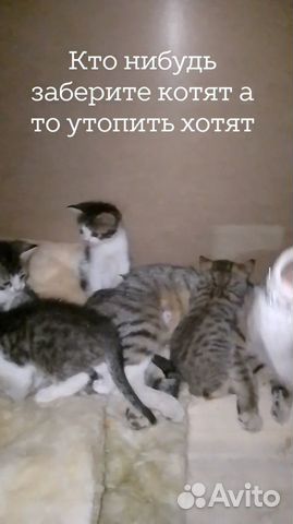 Котята даром(хотят утопить)