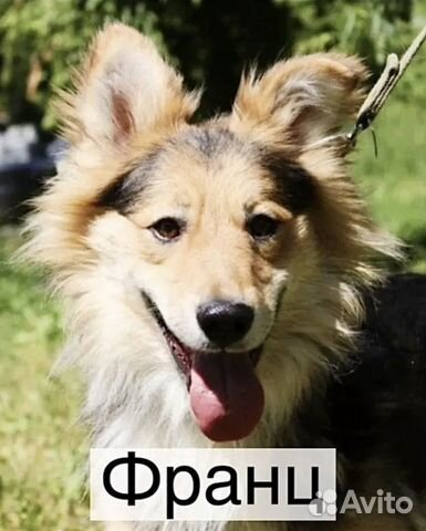 Франс, метис колли