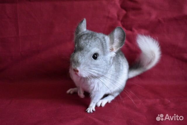 Шиншилла Белый Бархат