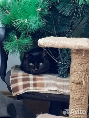 Кошка шейла, стерилизован.,3.5 г., черного окраса