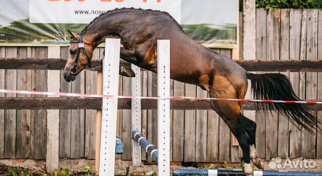 Уэльский жеребец для случки