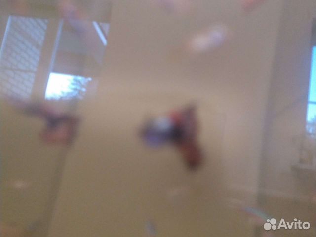 Рыбки гуппи