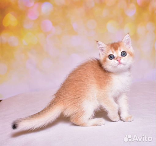 Мальчик в золотом окрасе