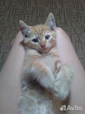 Рыжий чудо котенок