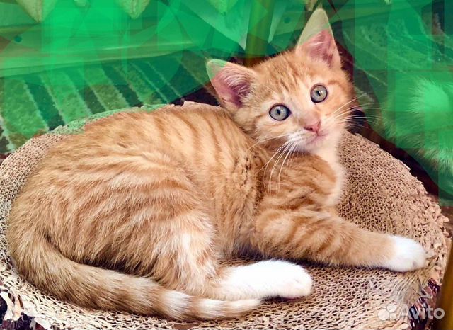 Полосатая девочка