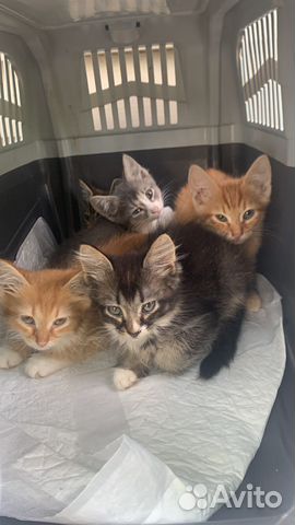 Котята в добрве руки