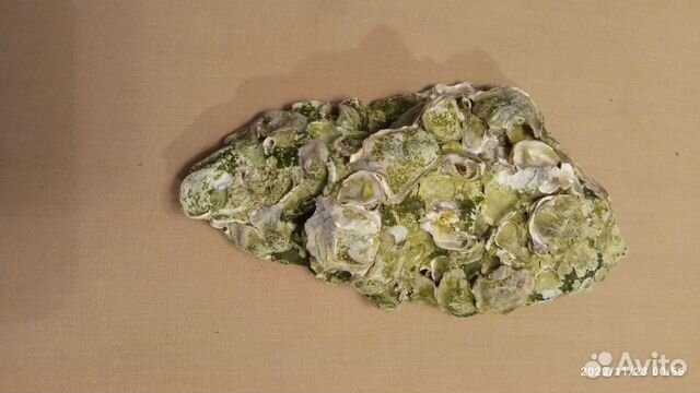 Раковина устрицы