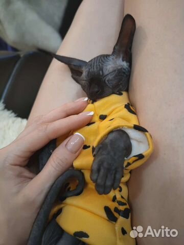 Канадский сфинкс котенок бесплатно