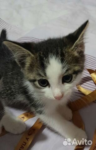 Ласковый котенок мальчик 1 месяц