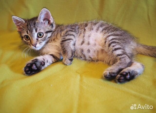 Маленькая Горошинка в дар