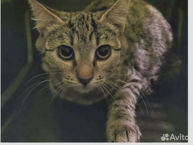 У Конфетки лишь 2 дня на поиск дома