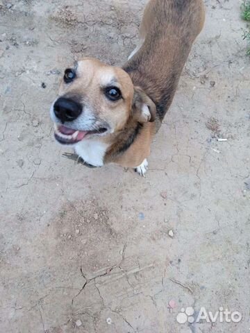 Собака в добрые руки отдам бесплатно