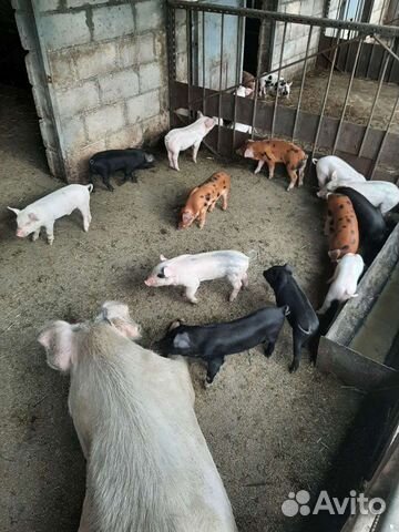 Поросенок русская белая и дюрок