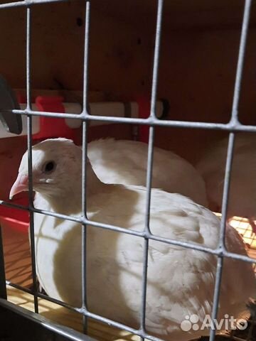 Перепела несушки