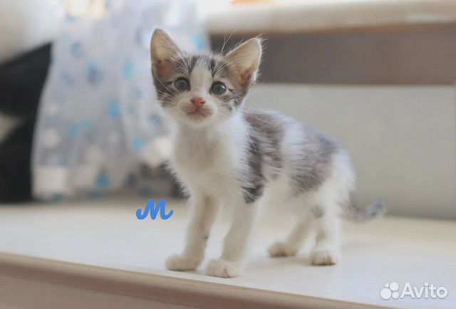 Кошка в дар