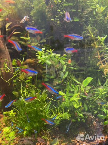 Неон аквариумная рыбка