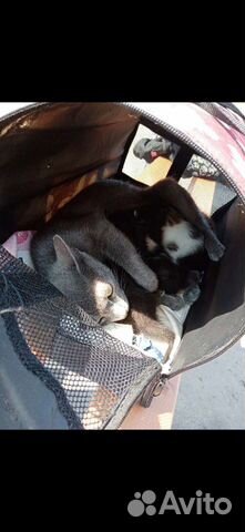 Кошки в добрые руки