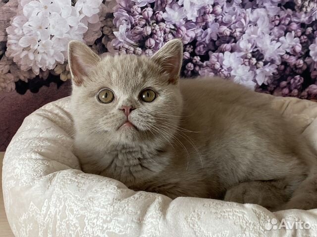 Британские котята