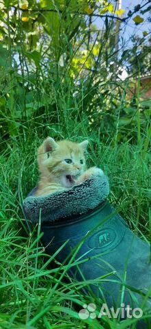 Кошка в дар бесплатно