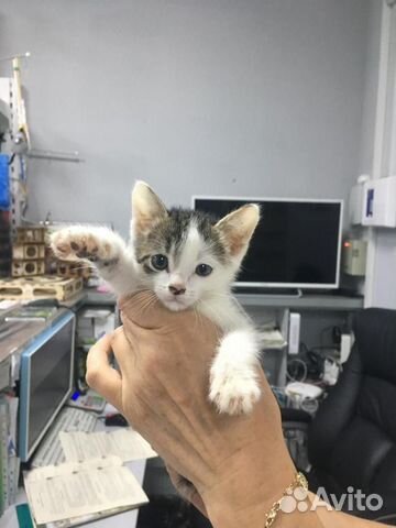 Малыш Лео ищет дом
