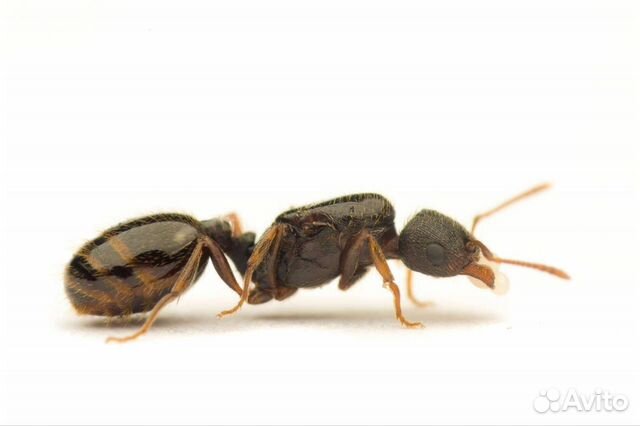 Tetramorium caespitum