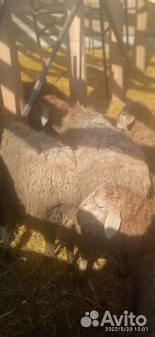Овцы бараны
