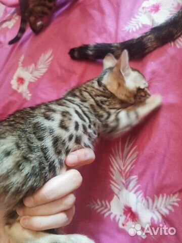 Бенгальская