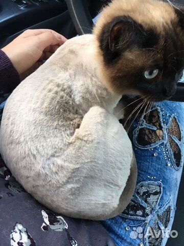 Сиамские котята