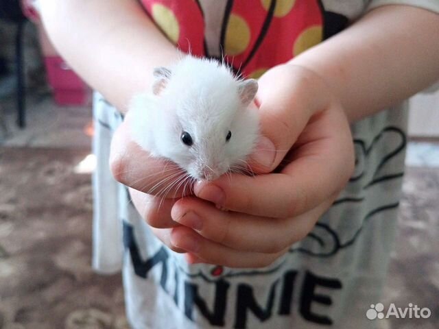 Сирийский хомяк