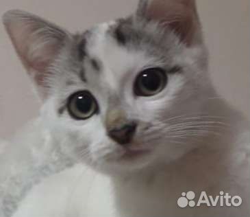 В добрые руки