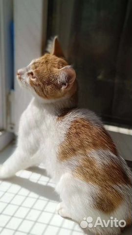 Рыжмй котенок счастье приносит в дом, кошечка