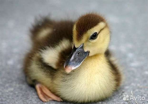 Утята индоутки