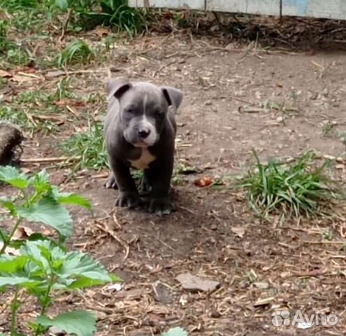 Американский булли