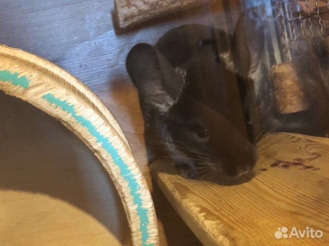 Шиншилла Чёрный Бархат