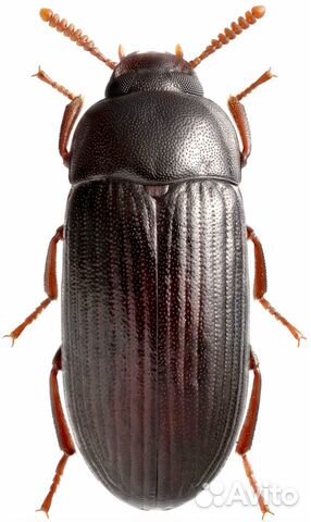 Жук-знахарь (Ulomoides dermestoides)