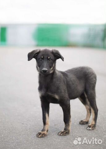 Невероятно ласковый малыш ищет дом